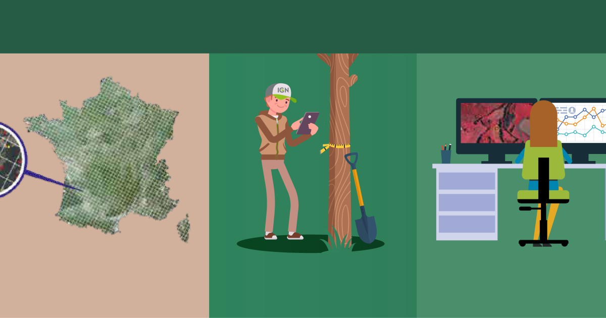Inventaire forestier : le portrait-robot des forêts françaises ...